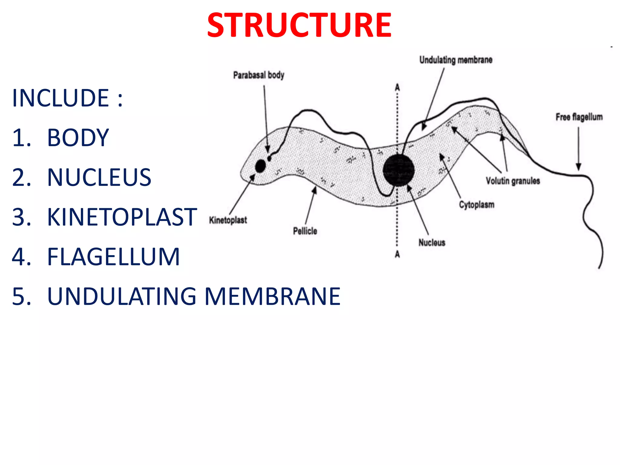Haemoflagellates | PPTX