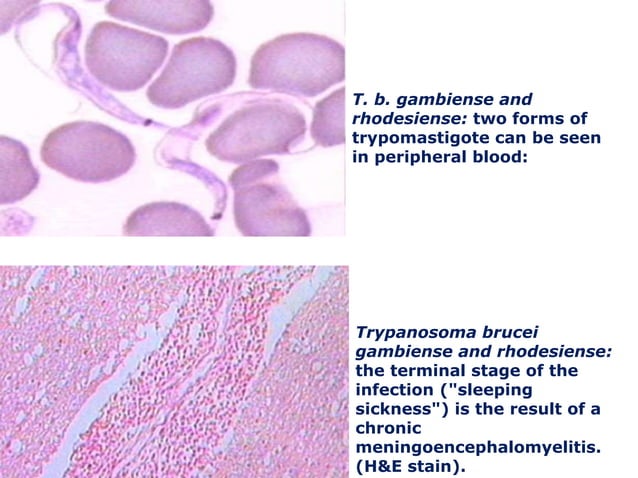 Haemoflagellates | PPTX
