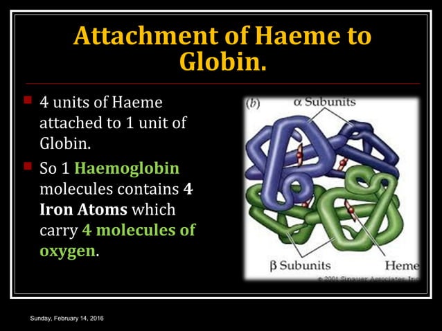 Haemoglobin | PPT | Blood Disorders | Diseases and Conditions