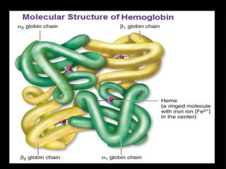 Haemoglobin | PPT