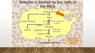 Heme Catabolism and Degradation Pathway #Bilirubin metabolism | PDF