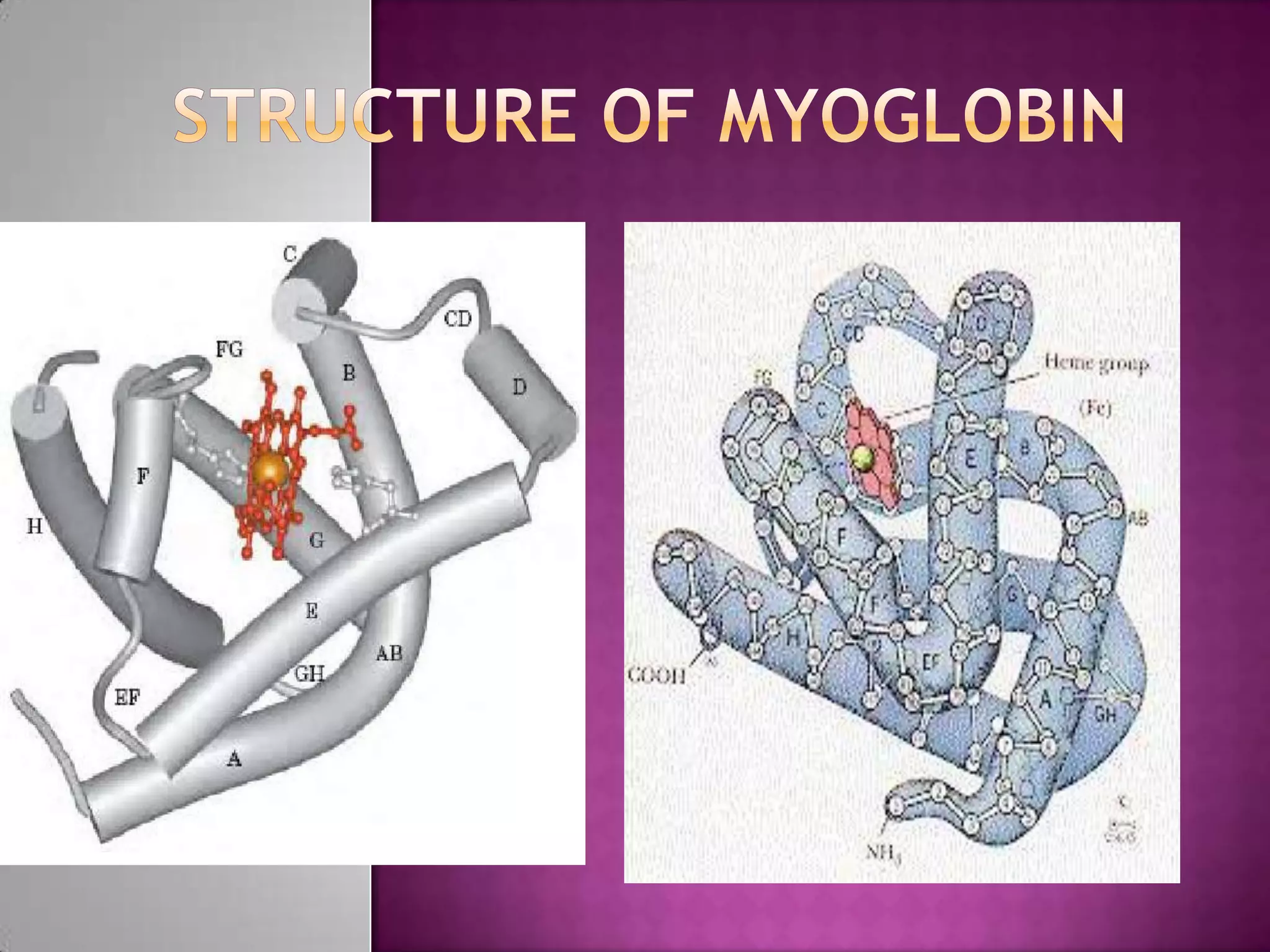 Haemoglobin, mioglobin and binding mechanism of oxygen | PPTX