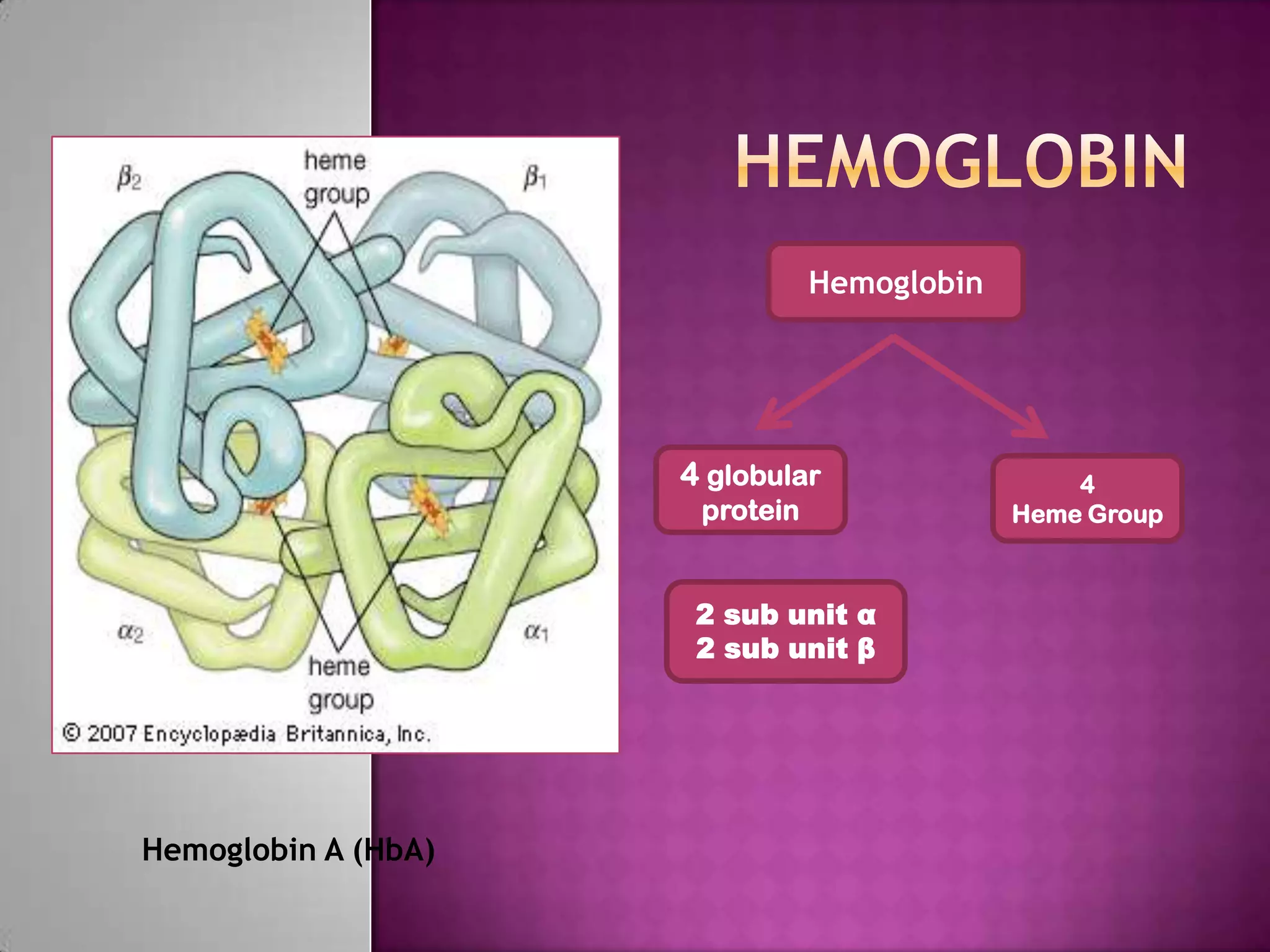 Haemoglobin, mioglobin and binding mechanism of oxygen | PPTX