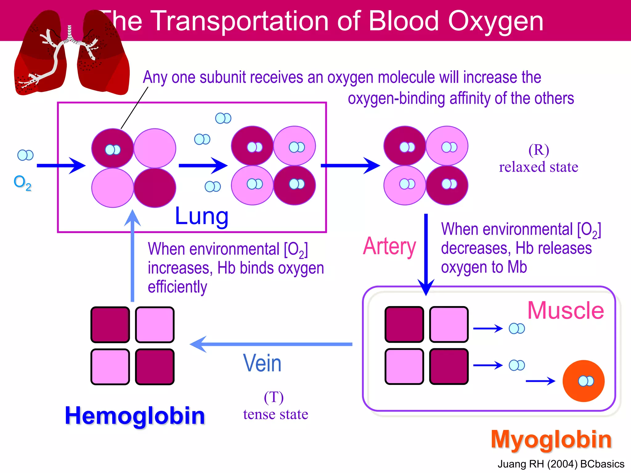 HAEMOGLOBIN & MYOGLOBIN STRUCTURE.pptx
