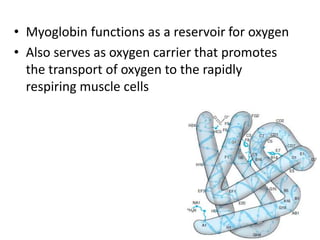 HAEMOGLOBIN & MYOGLOBIN STRUCTURE.pptx