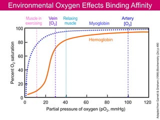 HAEMOGLOBIN & MYOGLOBIN STRUCTURE.pptx
