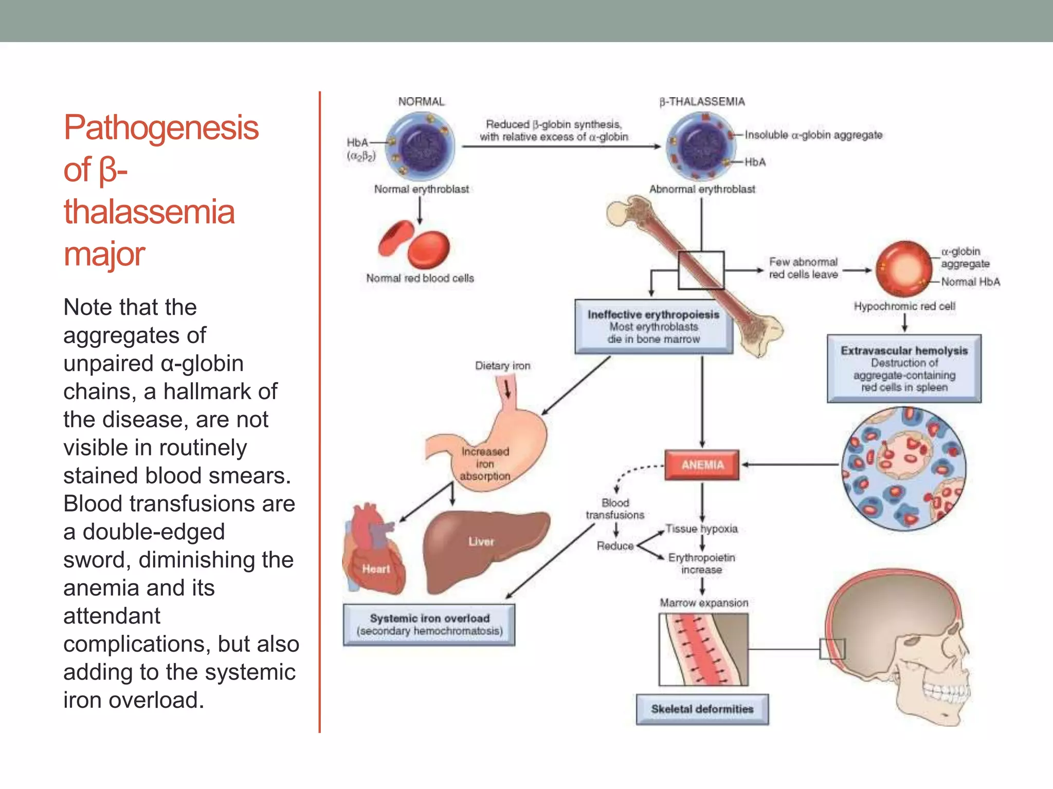 Haemoglobinopathies | PPTX