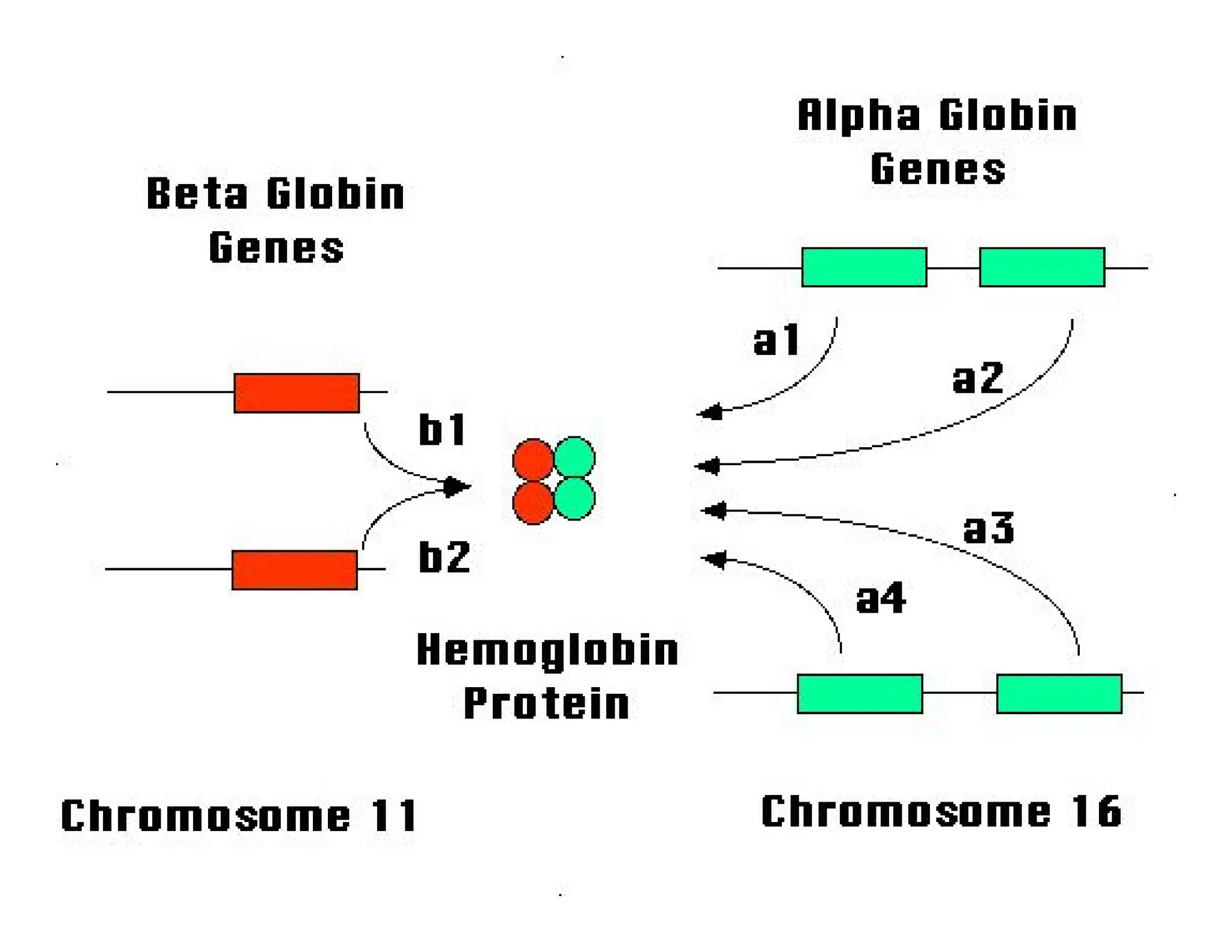 haemoglobin_synthesis_and_degradation.pdf