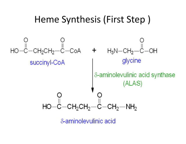 haemoglobin_synthesis_and_degradation.pdf