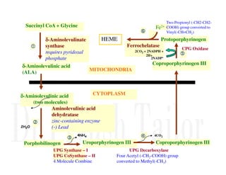 haemoglobin_synthesis_and_degradation.pdf