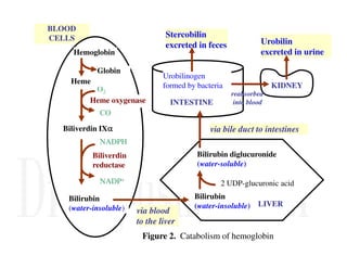 haemoglobin_synthesis_and_degradation.pdf