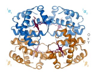 haemoglobin_synthesis_and_degradation.pdf