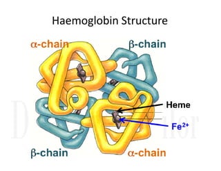 haemoglobin_synthesis_and_degradation.pdf
