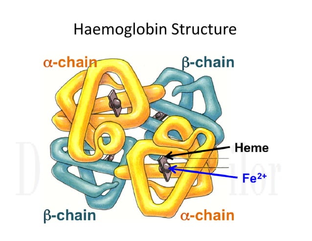 haemoglobin_synthesis_and_degradation.pdf