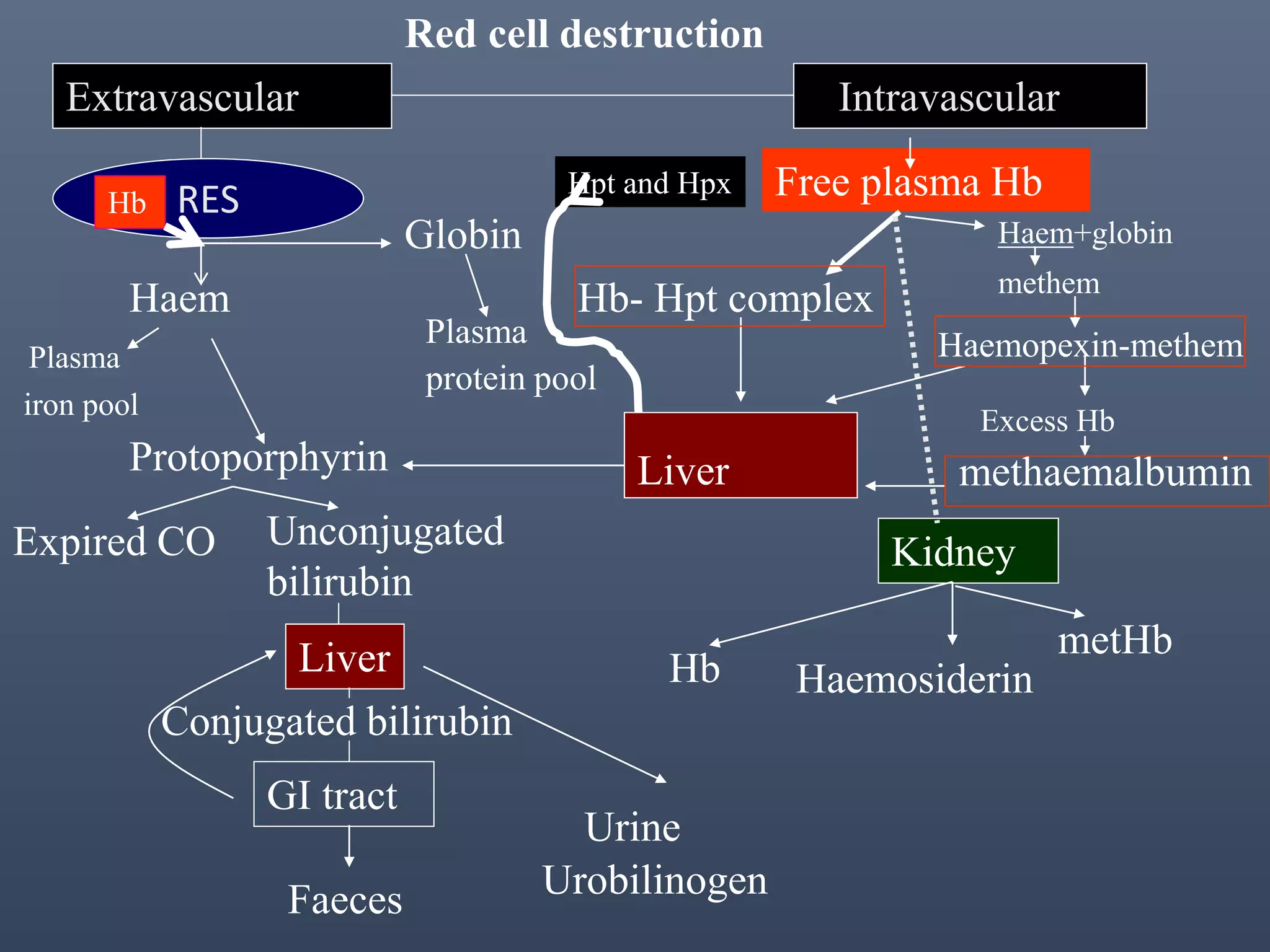 Haemolytic anaemias | PPTX