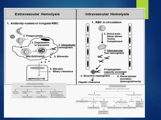 Haemolytic anemia | PPTX | Blood Disorders | Diseases and Conditions