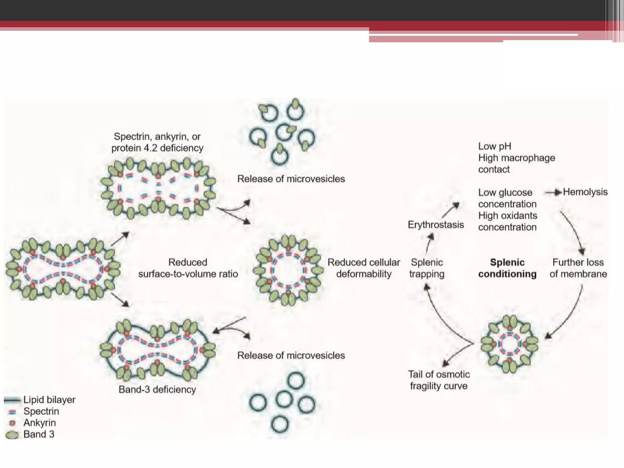 Haemolytic anemias due to cell membrane defects | PPT
