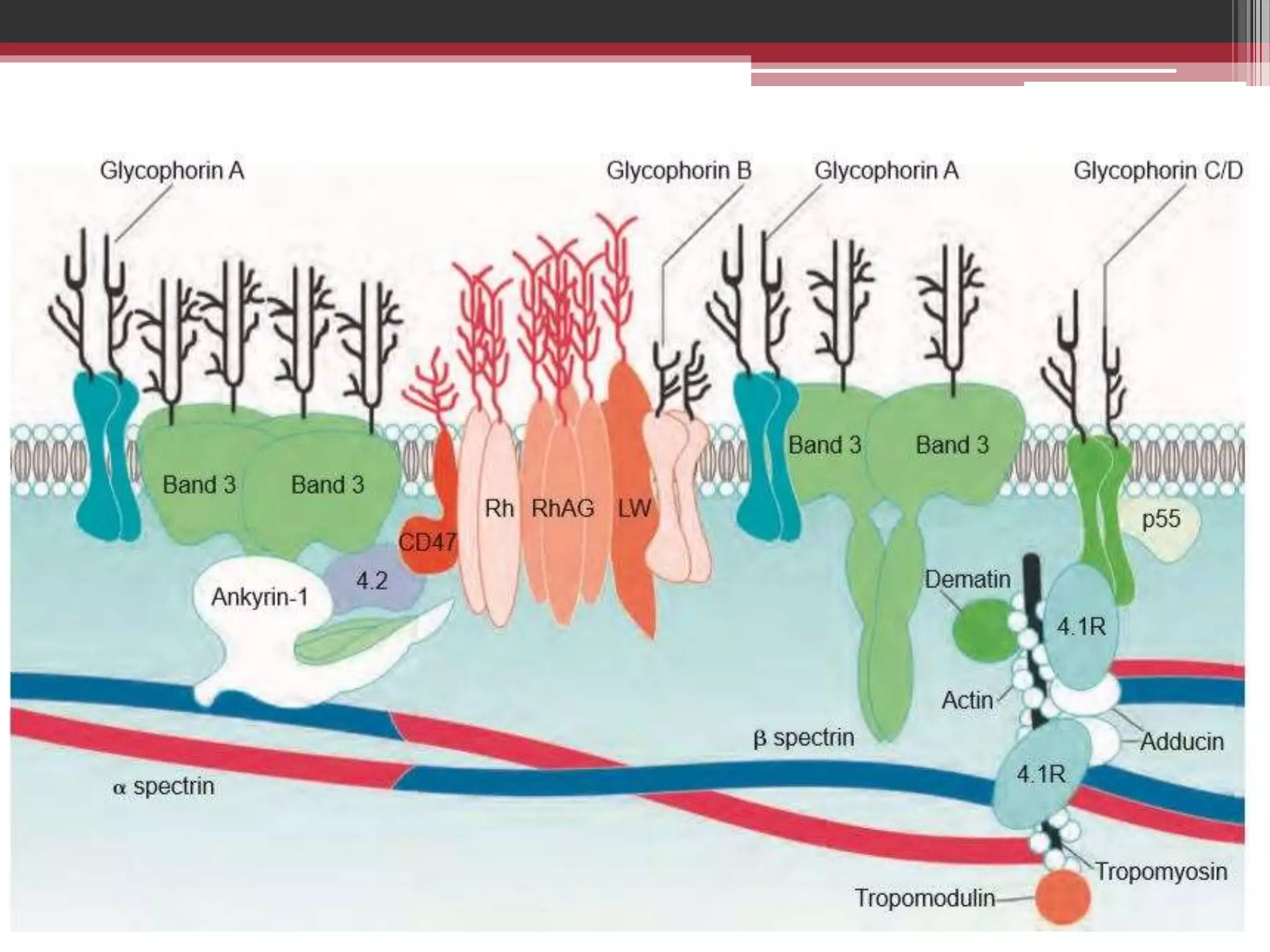 Haemolytic anemias due to cell membrane defects | PPT