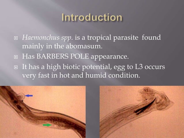 Haemonchosis | PPTX