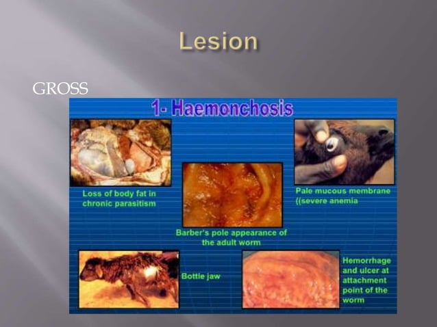 Haemonchosis | PPTX