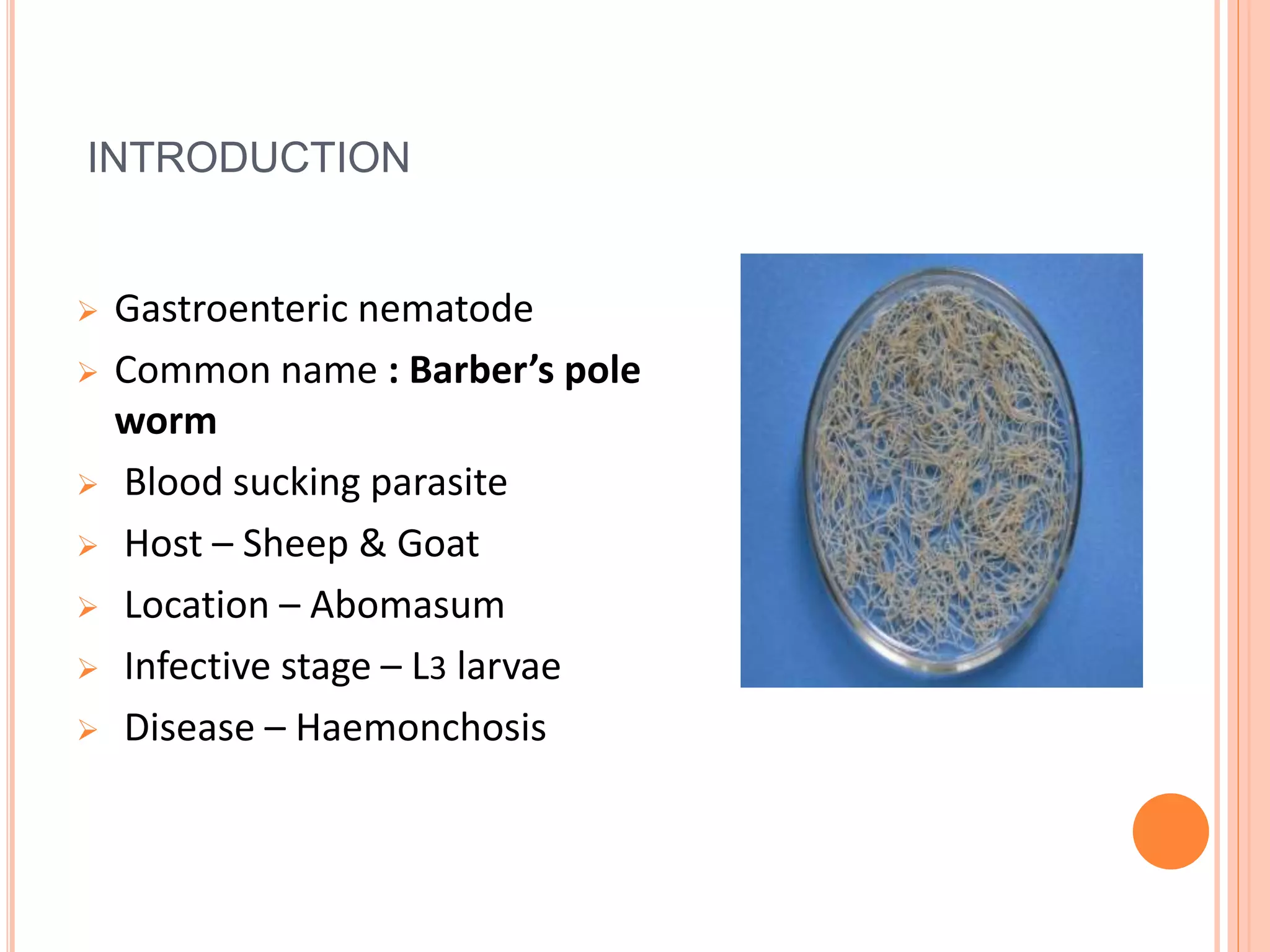 Haemonchus contortus