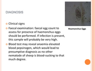 Haemonchus contortus | PPTX