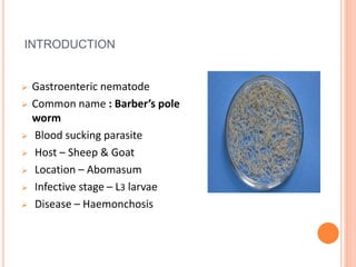 Haemonchus contortus | PPTX