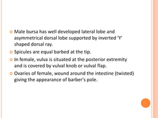 Haemonchus contortus | PPTX
