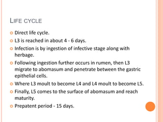 Haemonchus contortus | PPTX
