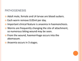 Haemonchus contortus | PPTX