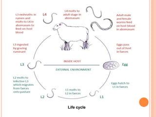 Haemonchus Contortus Life Cycle
