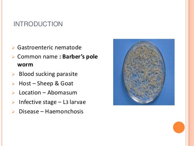 Haemonchus contortus