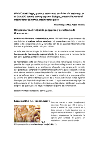 Haemonchus contortus ovinos | PDF