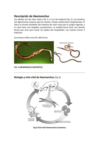 Haemonchus contortus ovinos | PDF
