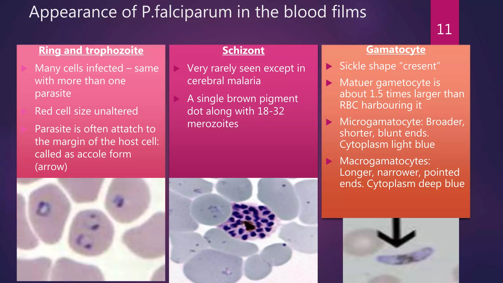 Haemoparasites in blood smear | PPTX