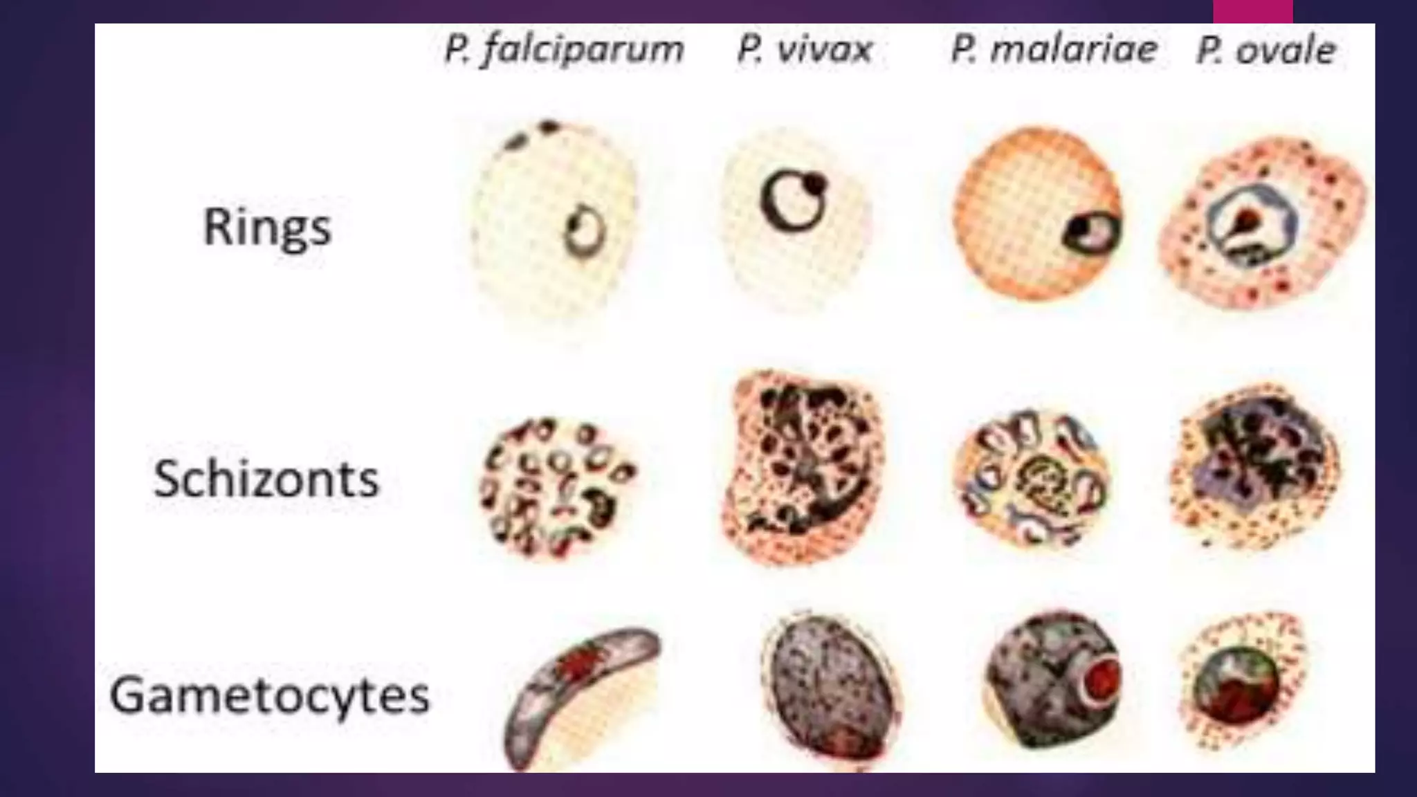 Haemoparasites in blood smear | PPTX