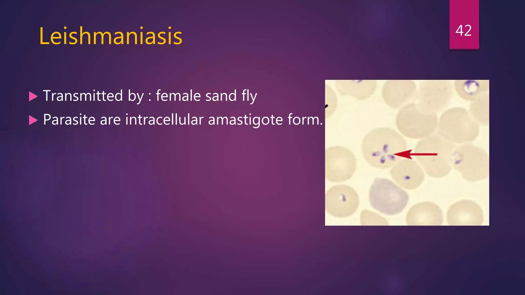 Haemoparasites in blood smear | PPTX