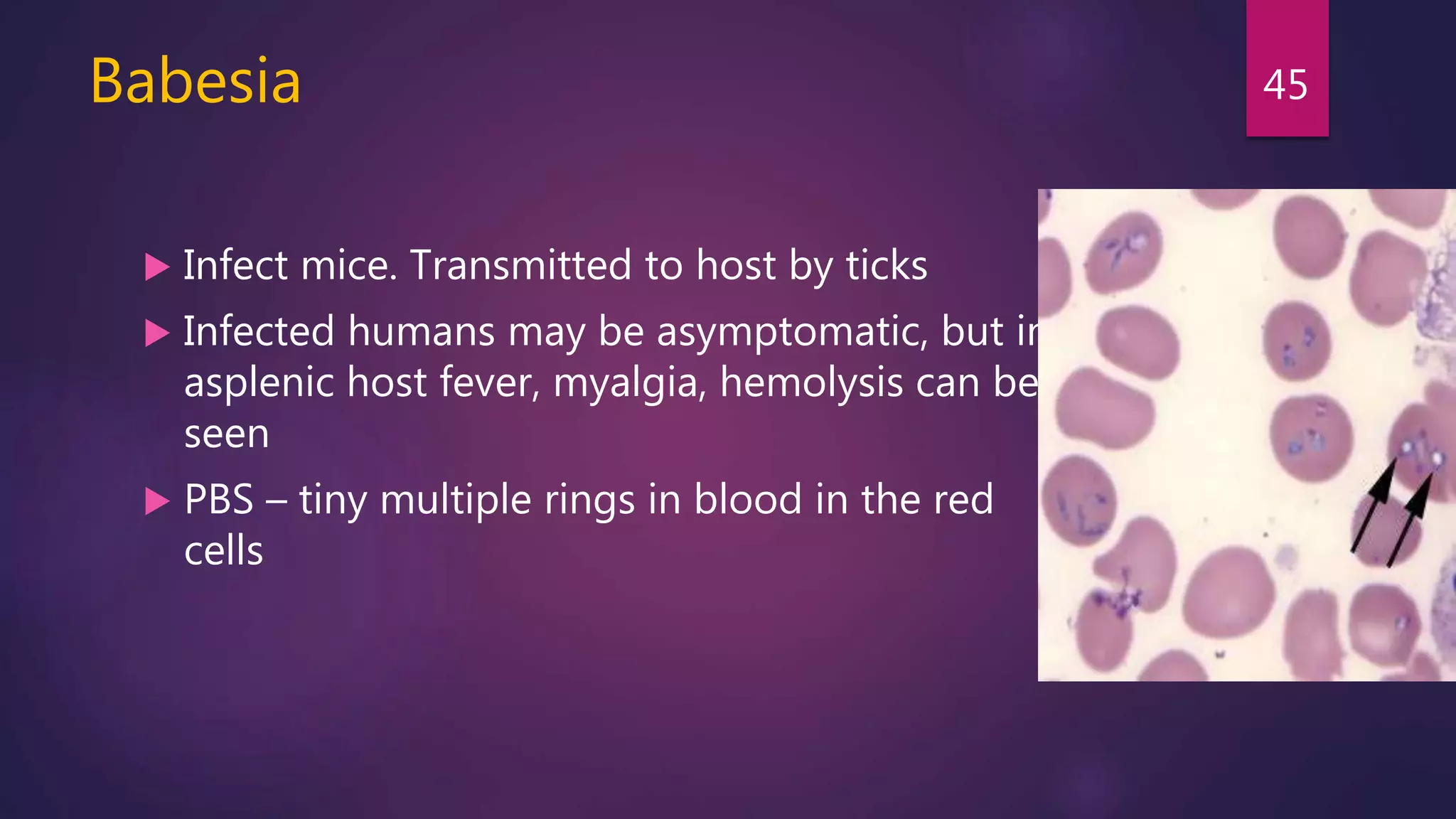 Haemoparasites in blood smear | PPTX