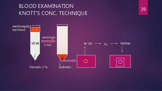 Haemoparasites in blood smear