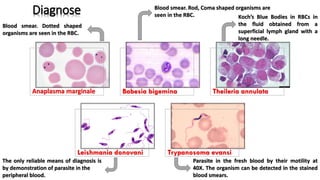 Haemoparasites of Animals | PDF