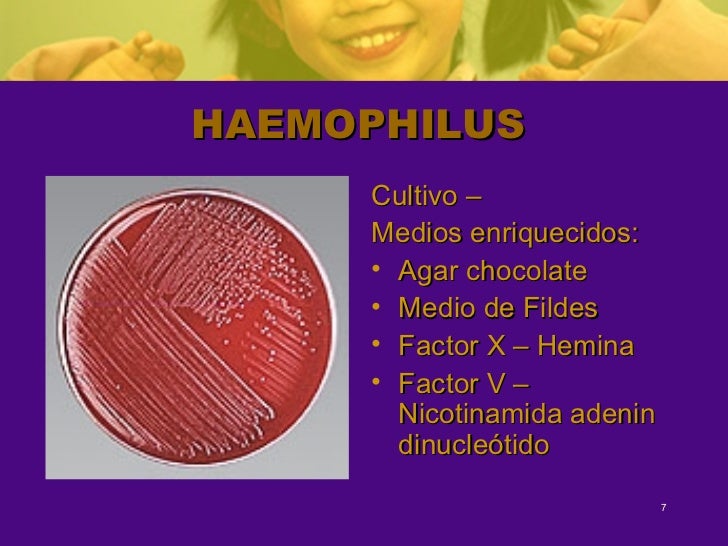 Haemophilus