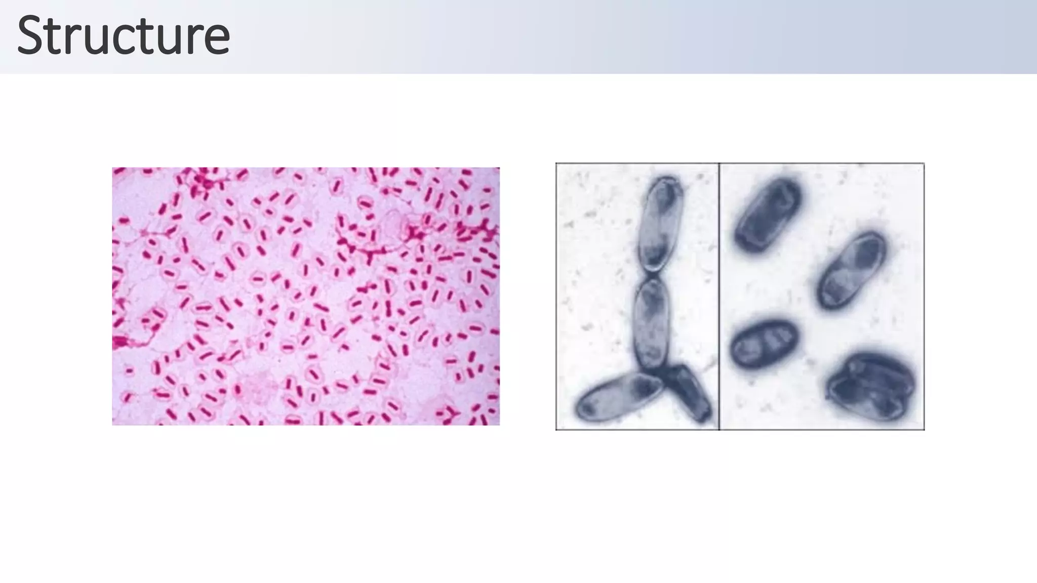 Haemophilus | PDF
