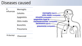 Haemophilus | PDF