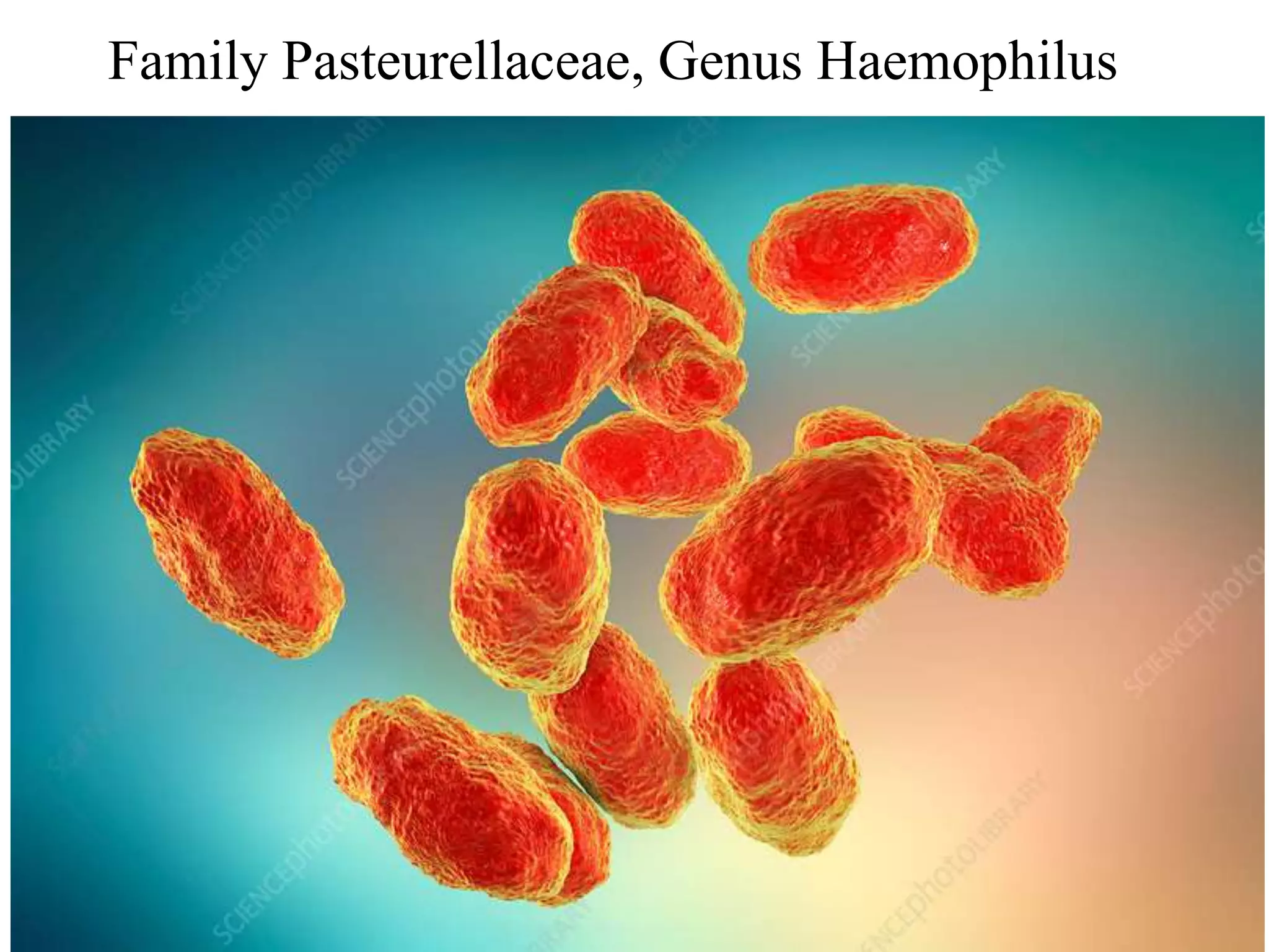 Haemophilus species | PPTX