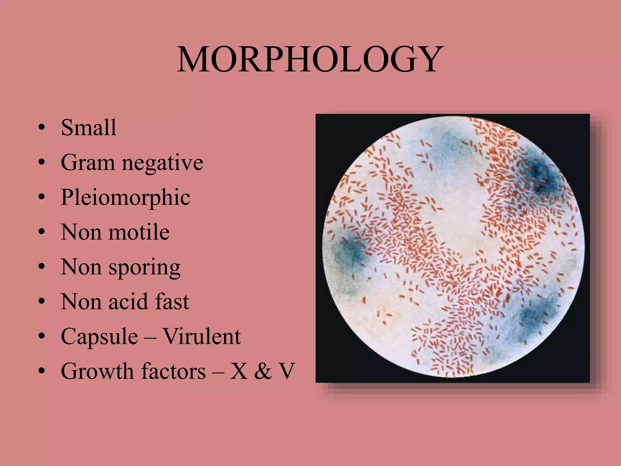 Haemophilus species | PPTX