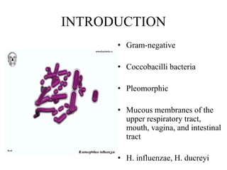Haemophilus species | PPTX