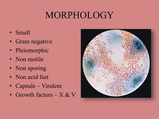 Haemophilus species | PPTX