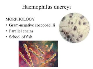 Haemophilus Ducreyi School Of Fish