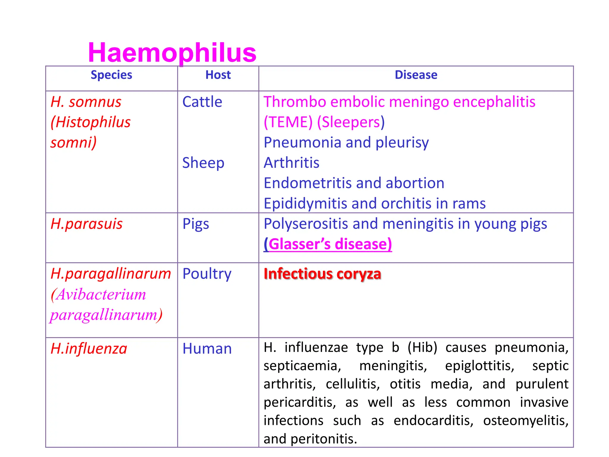 Haemophilus.ppt BACTERIOLOGY Haemophilus | PPT