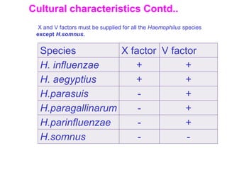Haemophilus.ppt BACTERIOLOGY Haemophilus | PPT